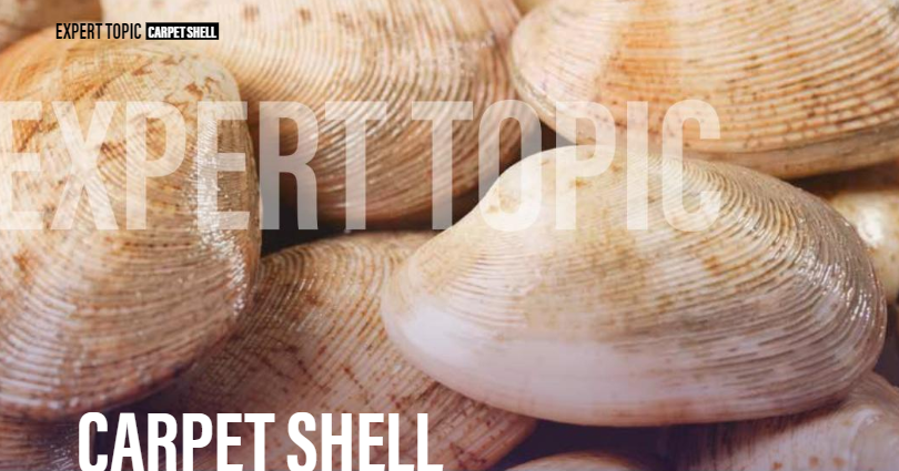 The Aquaculturists: Carpet shells