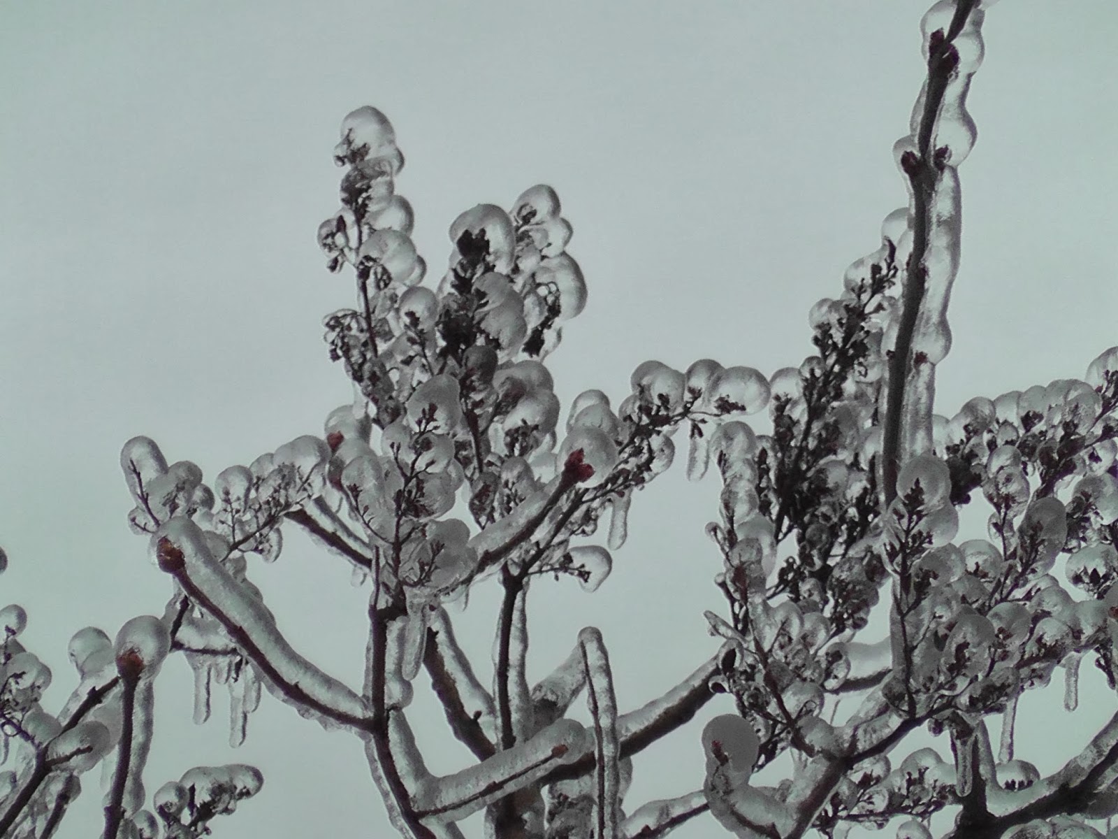 Life and Entertainment: ICE RAIN ALSO KNOWN AS FREEZING RAIN