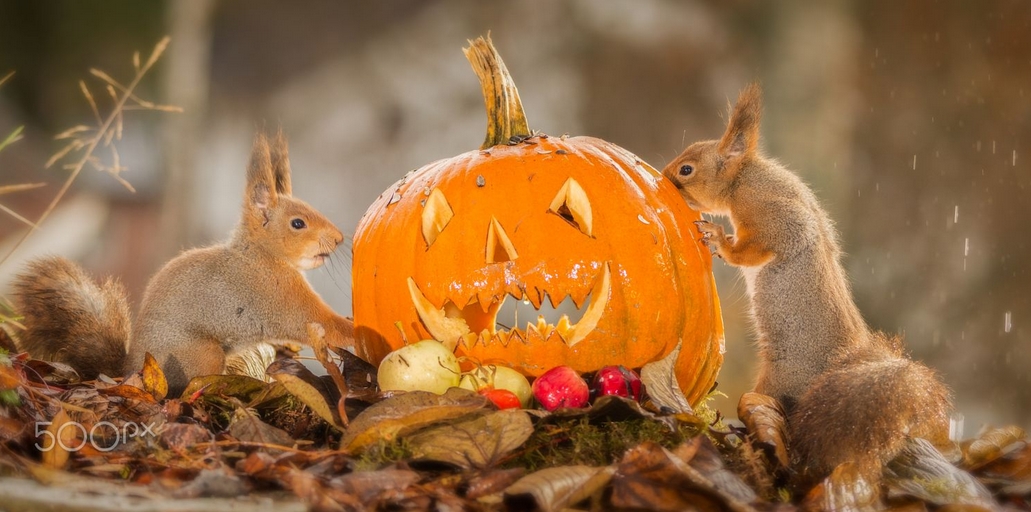 White Wolf : These squirrels are so excited for Autumn and Pumpkins