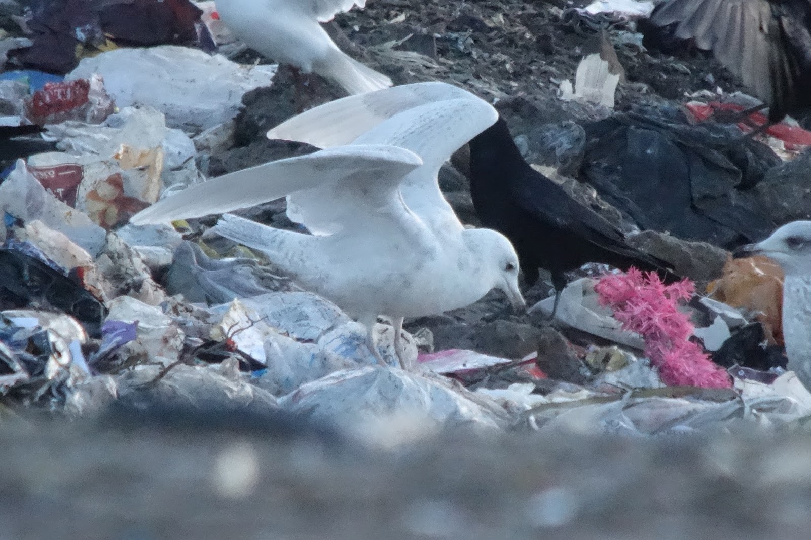 notbirding: Kumlien's Gull