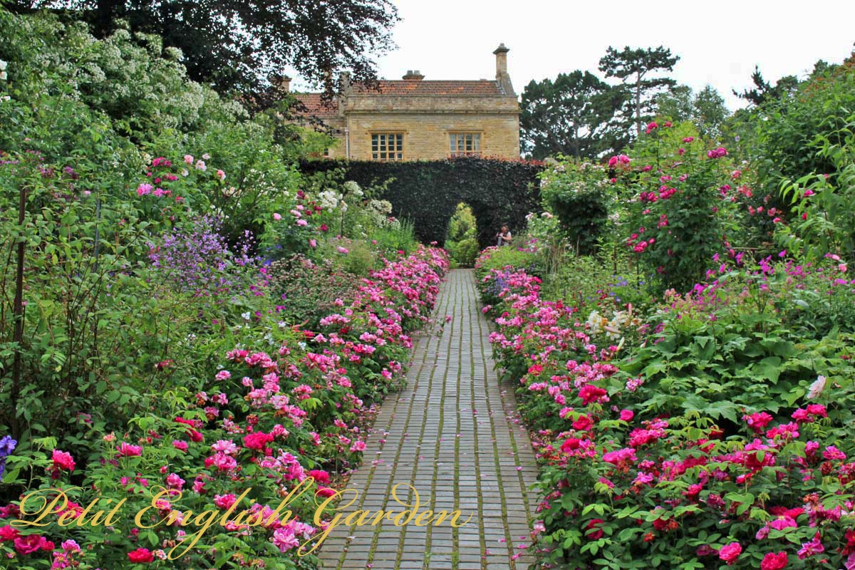 Petit English Garden of MARPLE & POIROT: KIFTSGATE ROSE IN FULL BLOOM ...