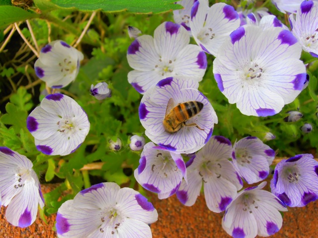 JeffCo Master Gardeners: A Brief History of Honey Bees by Rebecca Anderson