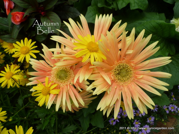My Tropical Plants Finder: Gerbera Daisy - Pale Peach