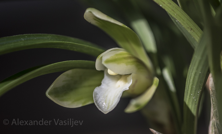 HIGH FUUKIRAN: SHUNRAN IN BLOOM