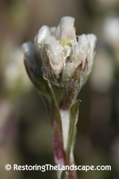 Restoring The Landscape With Native Plants: Native Plant of the Week ...
