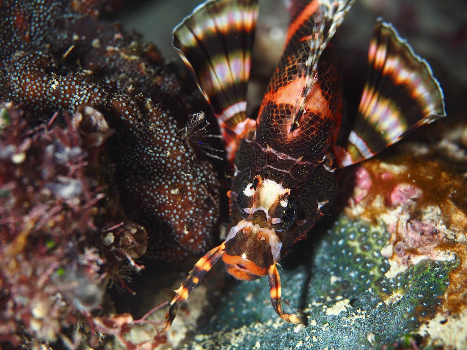 Real Monstrosities: Twospot Turkeyfish