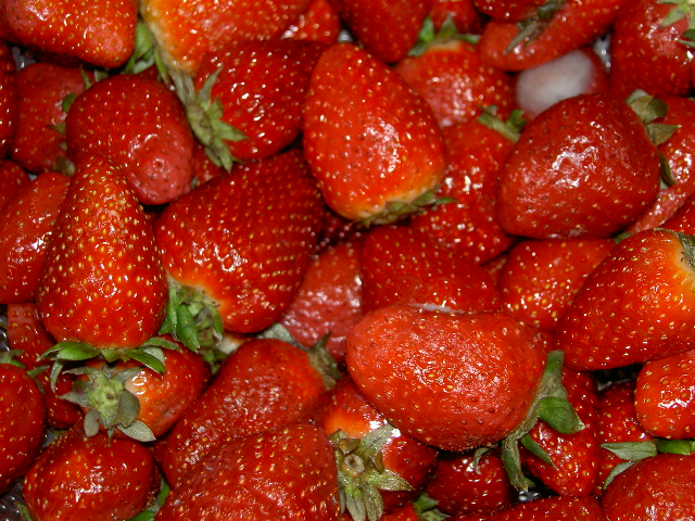 plantação de morango