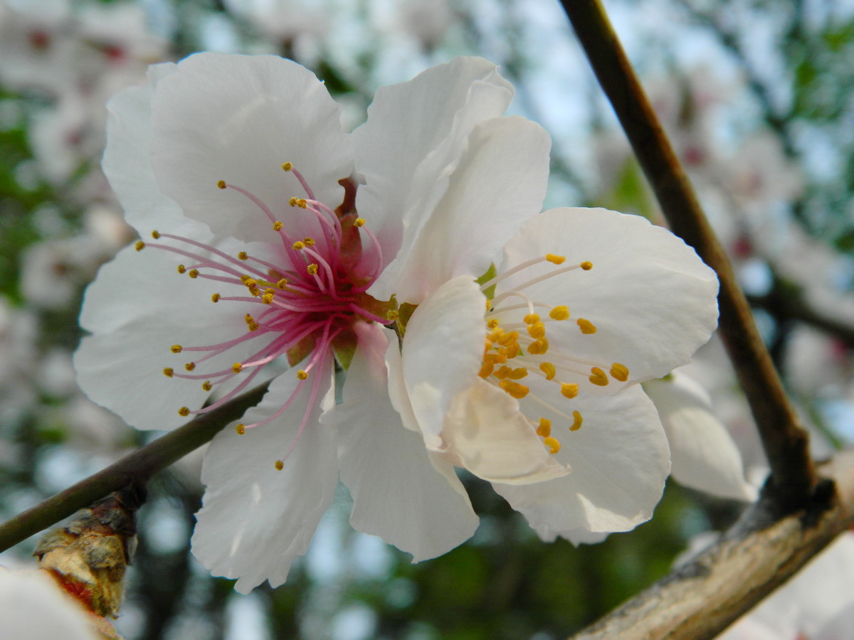 LA MULTI ANI, ROMANIA!: Diversitatea florilor de migdal