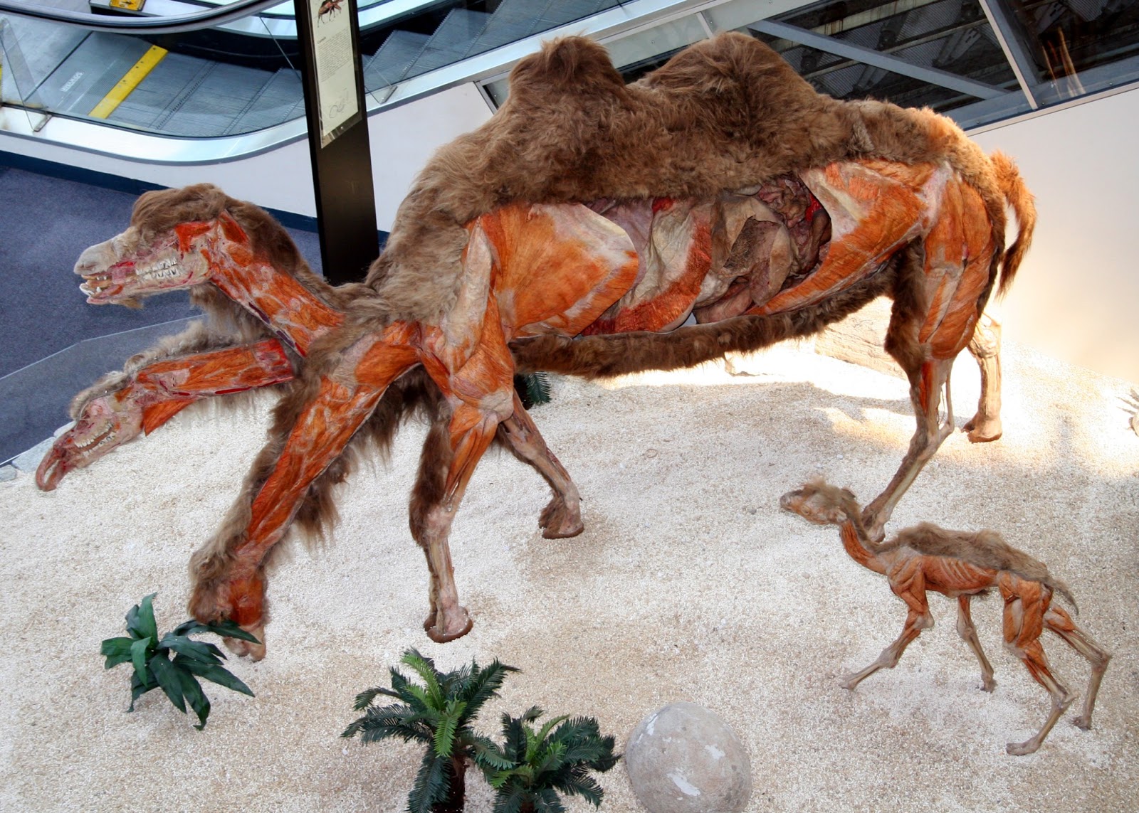 Linda Grimes: Visiting Reality : WARNING: A Hump Day Post Not for the ...