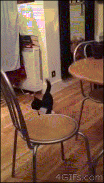 Funny cats - part 86 (40 pics + 10 gifs) | Amazing Creatures