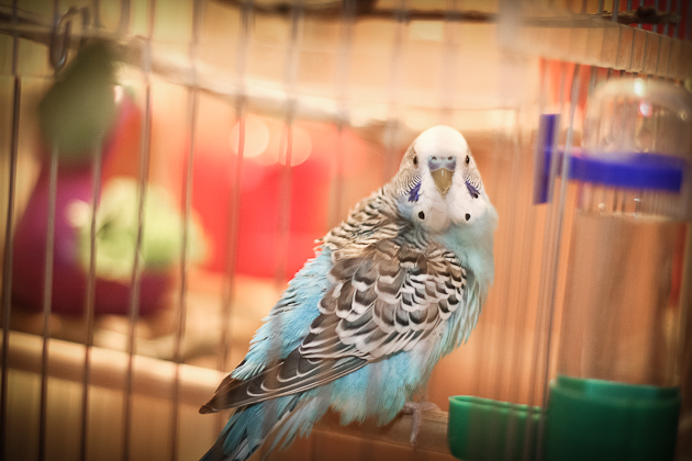 Budgies are Awesome: Budgie Vision (2)