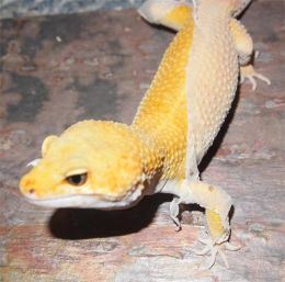 goReptiles: Leopard Gecko Stuck Shed