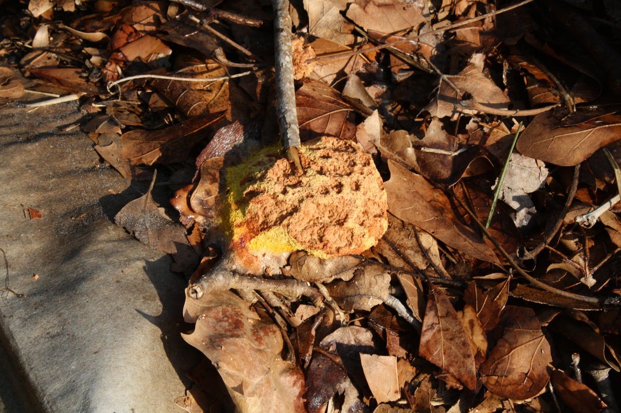Seeds For Green Roofs: Fuligo septica, Beneficial, Strange Green Roof ...