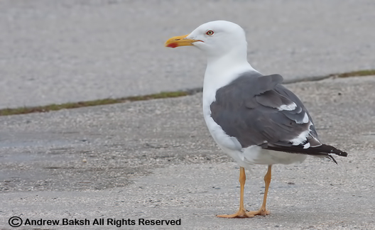 Birding Dude: Storm Chasing Birds on Long Island New York...