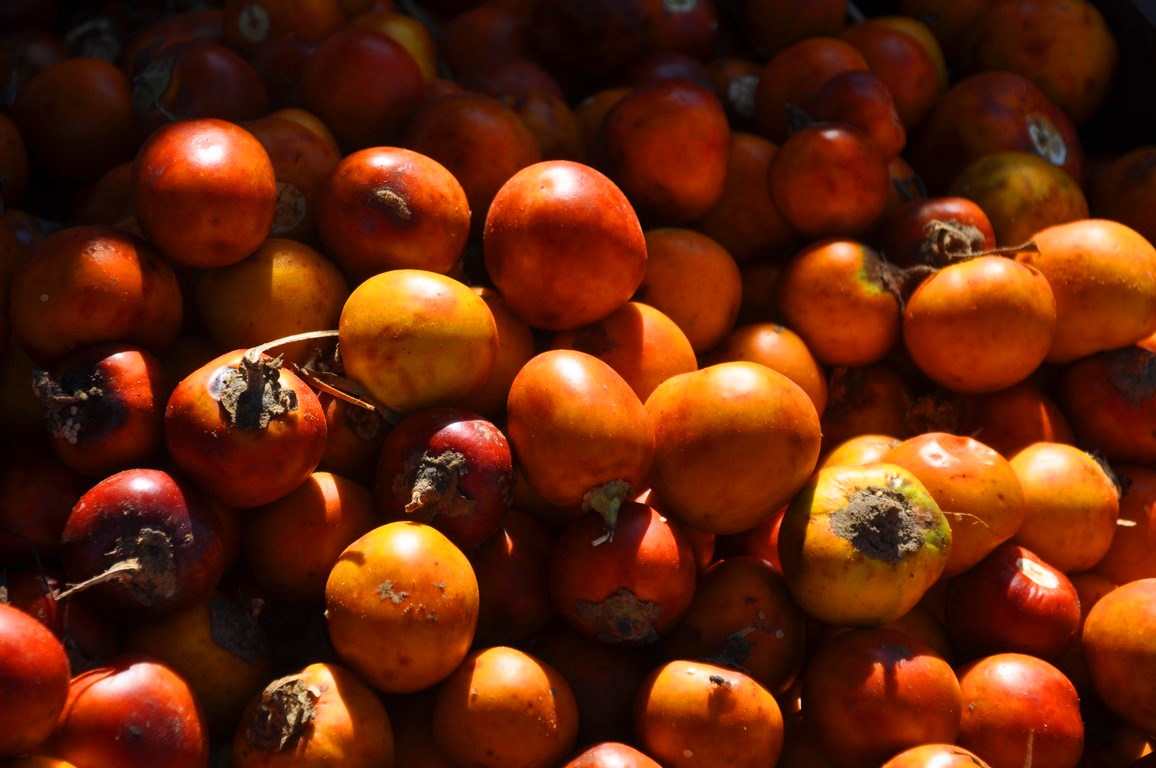 GOBIERNO REGIONAL SAN MARTÍN: LA COCONA: MULTIFACÉTICA Y AMAZÓNICA