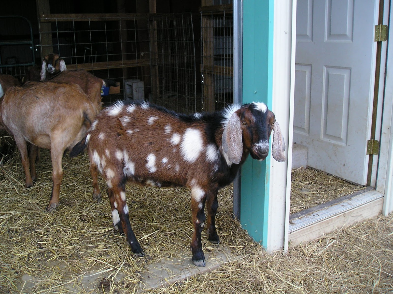 Thoughts from Frank and Fern: Copper's Babies & Other Goat Lore