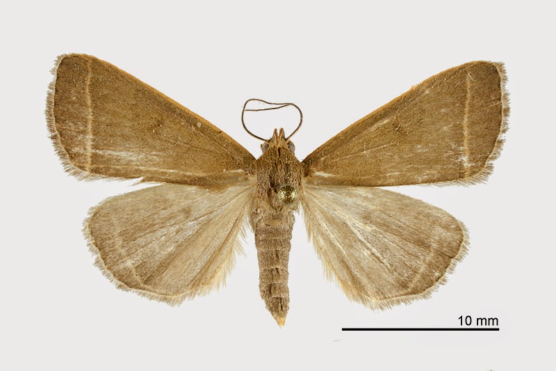 台灣產毛足裳蛾資訊網: Simplicia cornicalis (Fabricius, 1794) 小貧裳蛾