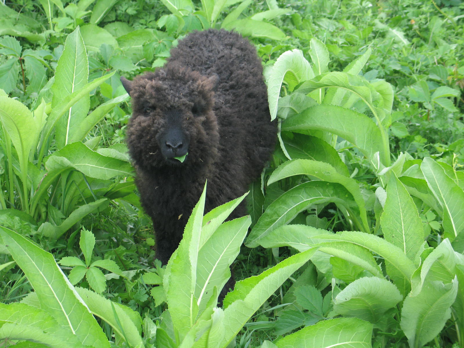 Dispatches from Can of Duck: The Elusive and Mysterious Jungle Sheep of ...