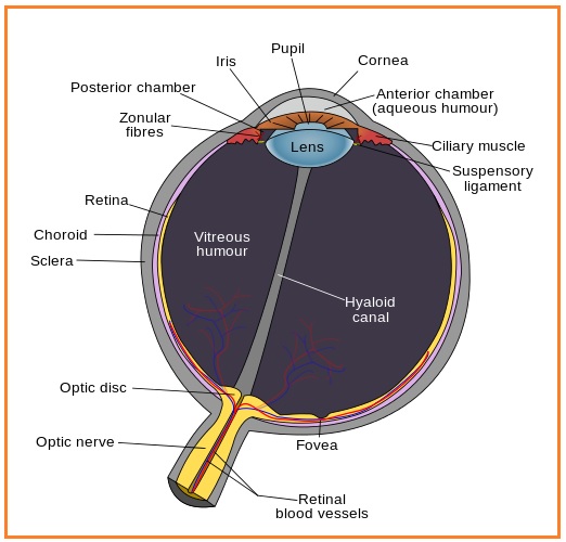 BIOLOGI GONZAGA: MELENGKAPI MATA