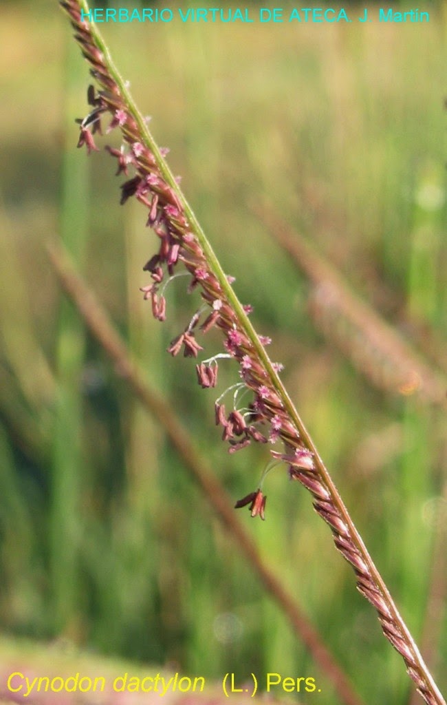 Flora silvestre de Ateca: Cynodon dactylon.