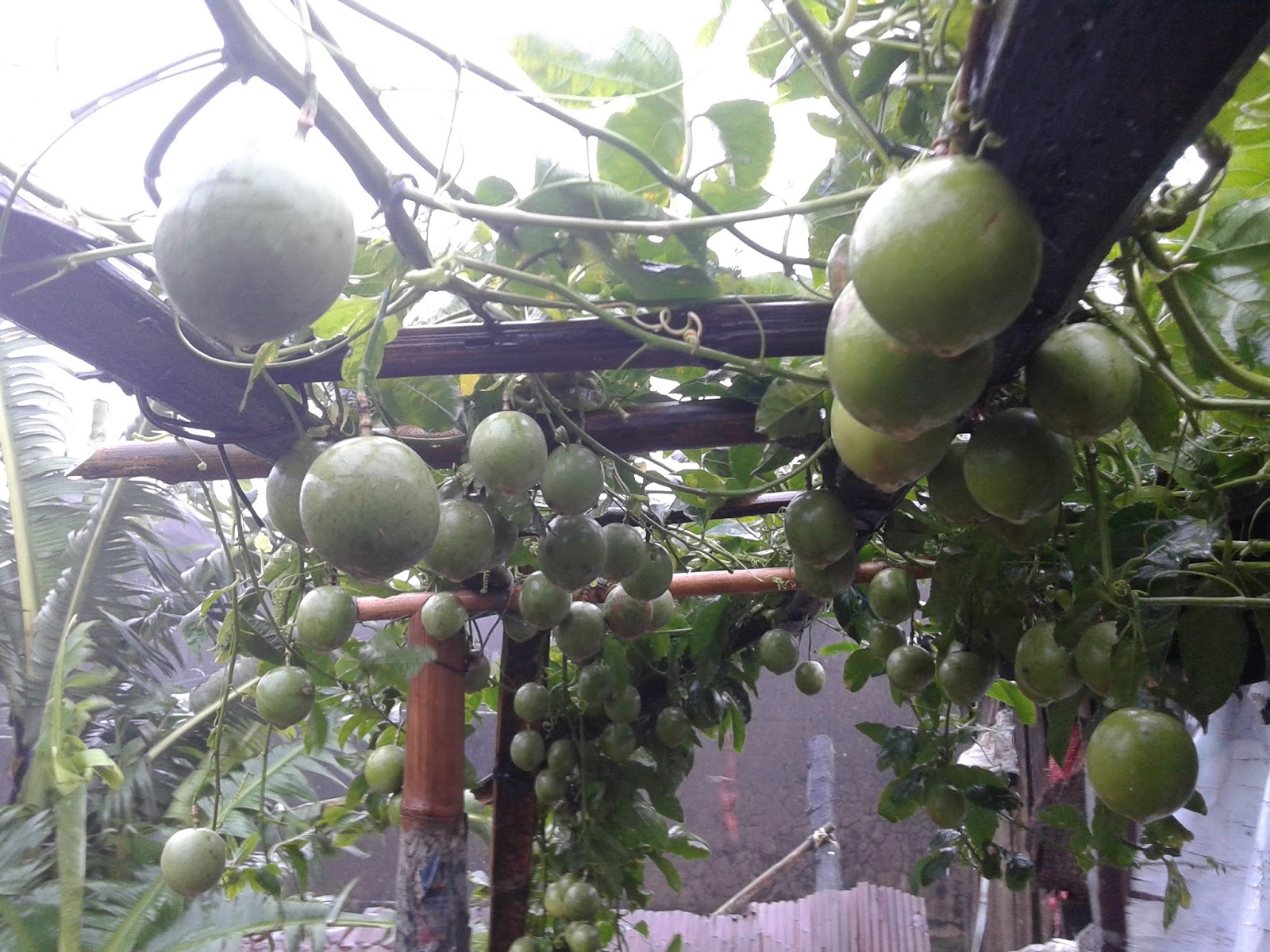 Kelompok Tani Markisa Kembali Budidayakan Buah Markisa Varietas Malino