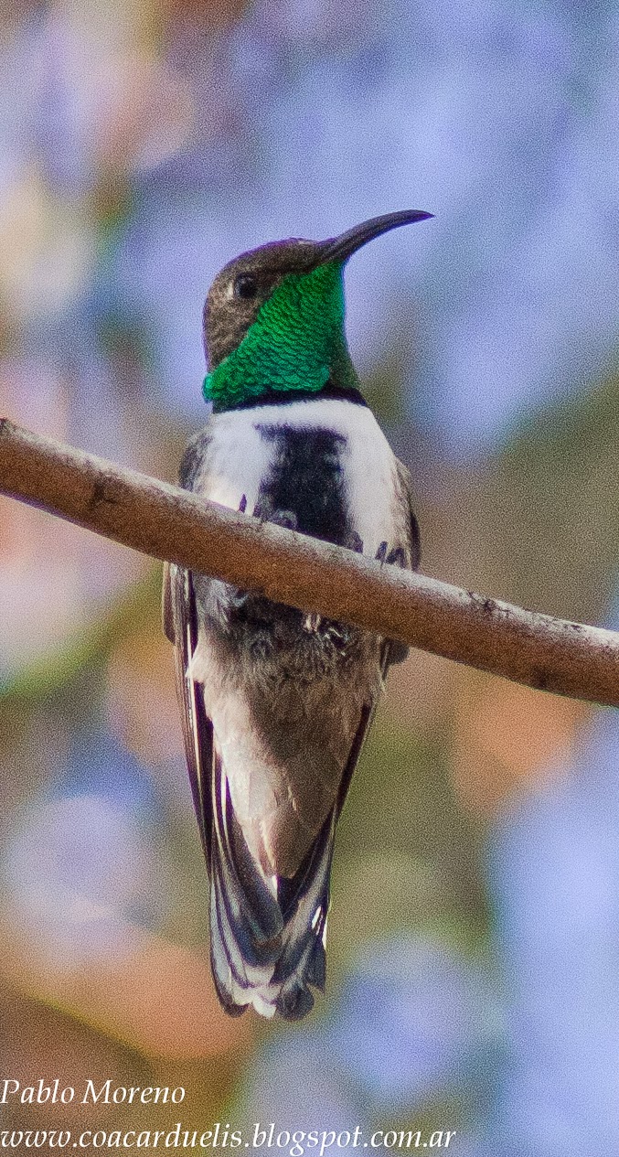 Aves de Mendoza: Picaflor andino(Oreotrochilus leucopleurus)