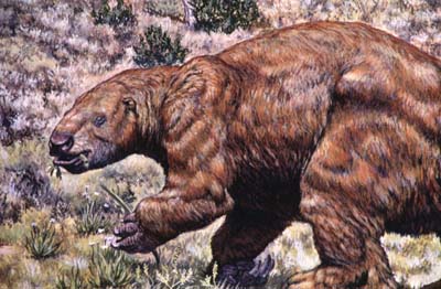 POTRET DUNIA: Mapinguari, "Megatherium" dari Hutan Amazon