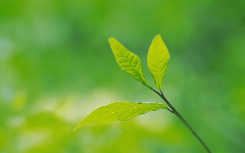 Free Wallpapers Collection: Green Leaf High Definition High Quality ...