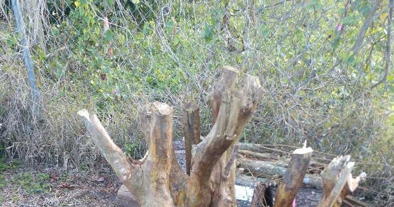 Life & Death - Adding a Spiny Hackberry