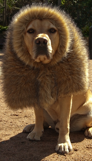 My Darling Darlinghurst: Across the Border: Potts Point: Lizzie Bay Dog ...