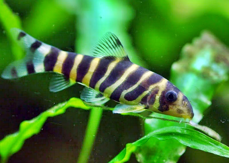 Ikan Hias Dario Botia Loach ~ Dunia Air