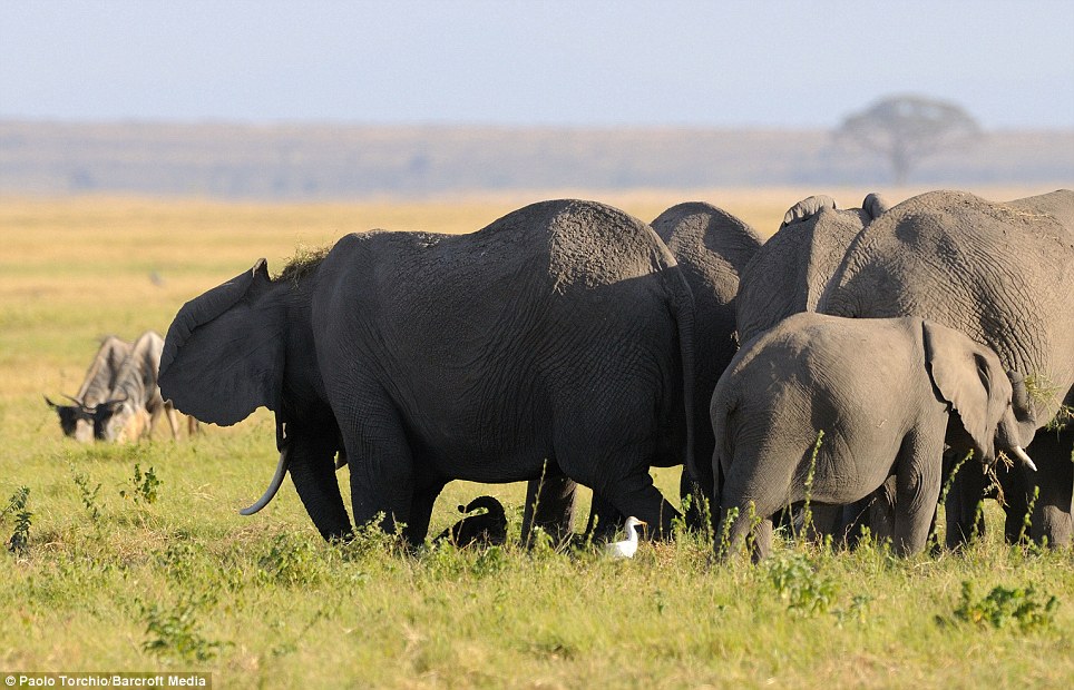 White Wolf : Elephants huddle round female to protect her from prowling ...