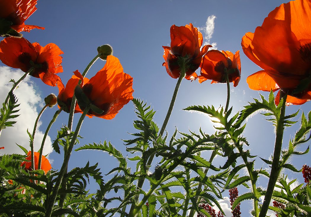 Heini Drui: Selle suve moonid