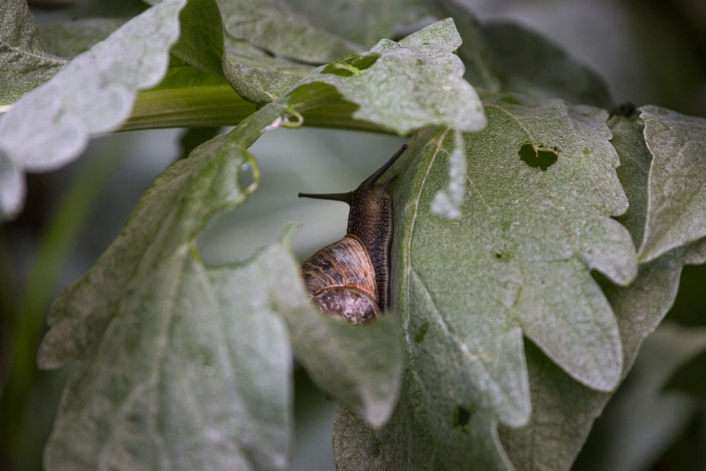 Shadows & Light: The Snail