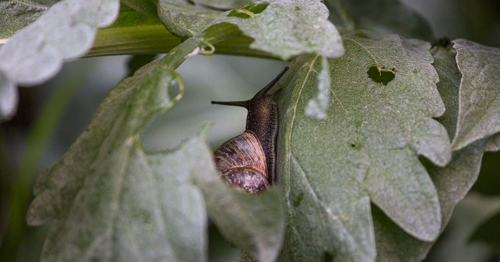 Shadows & Light: The Snail