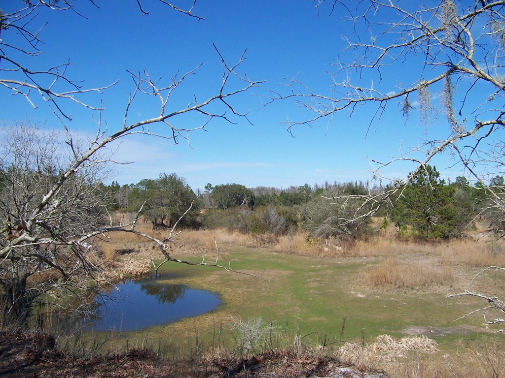 Mike's Hikes: Green Swamp West - Florida