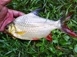 MEMERANG SUNGAI: Umpan Ikan Lampam Jawa