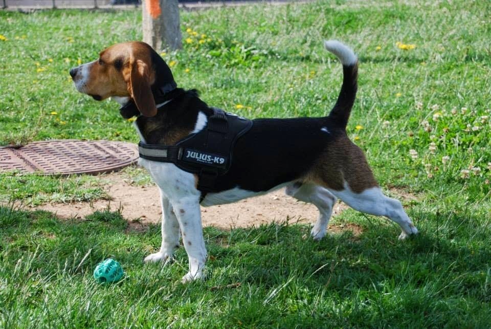 Su perro, su amigo: El Paseo de la Fama: La estrella es... ¿el Beagle?