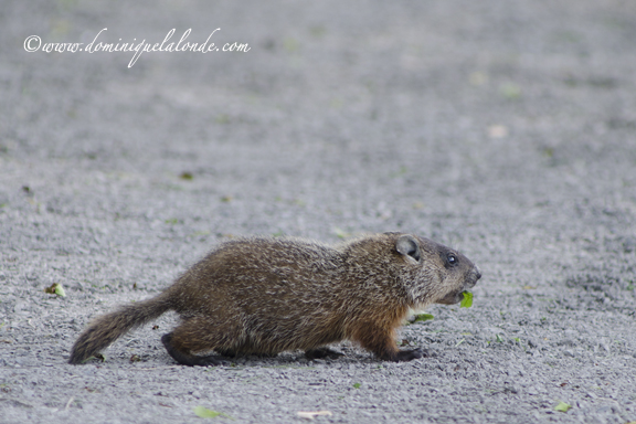 Dominique Lalonde Wildlife Photographer: Bébé marmotte