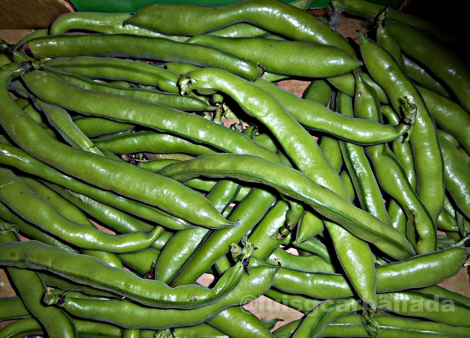 HABA DE MAYO. ( VICIA FABA).