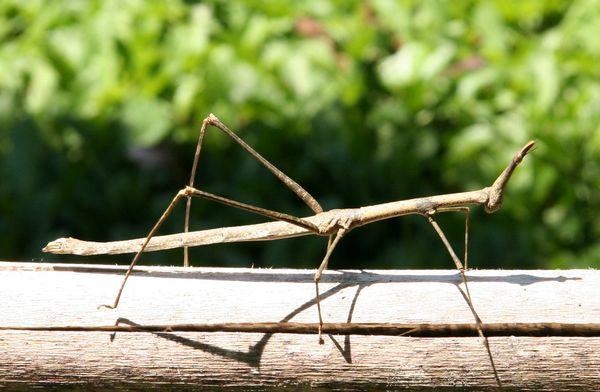 Amazing Stick Insect - Giant Stick Bug Facts, Photos, Information ...