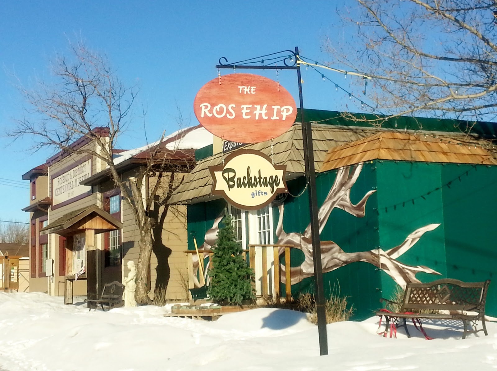 Pat's Ramblings: A Little Alberta Rosebud