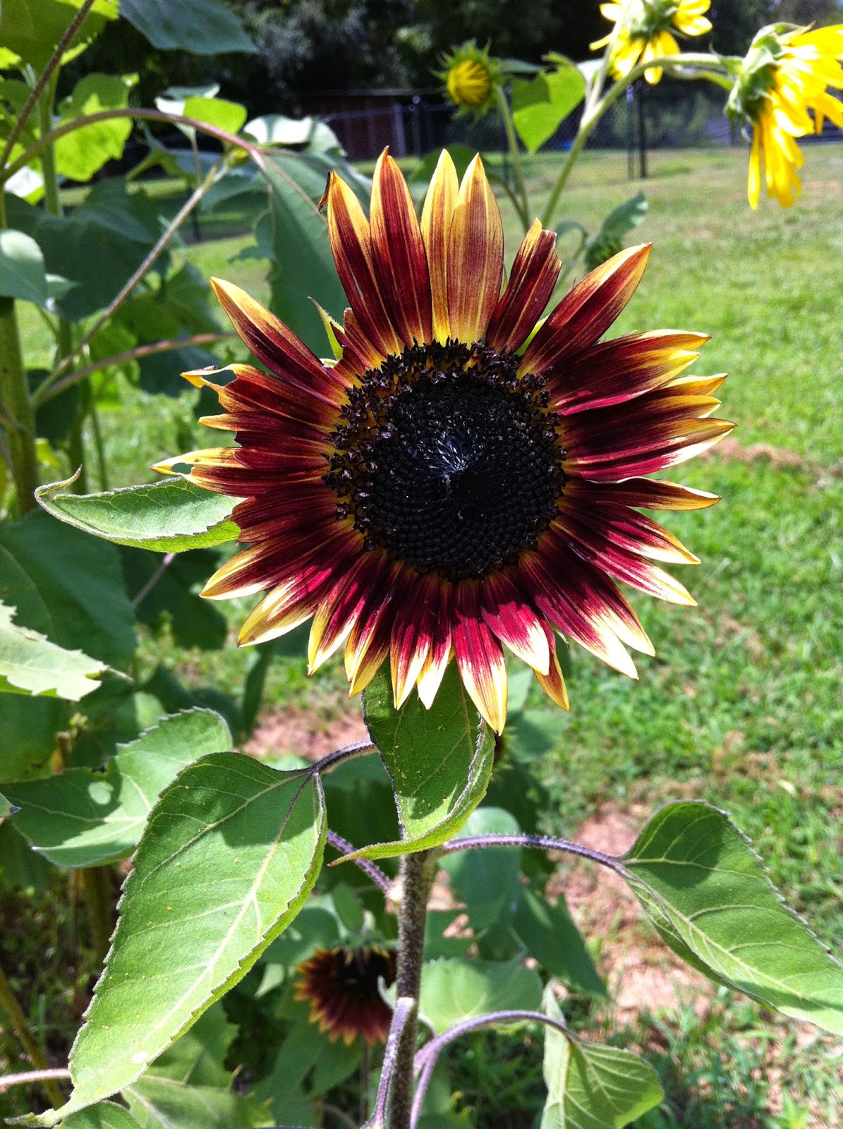 Tatum's Farm: Sunflowers in August