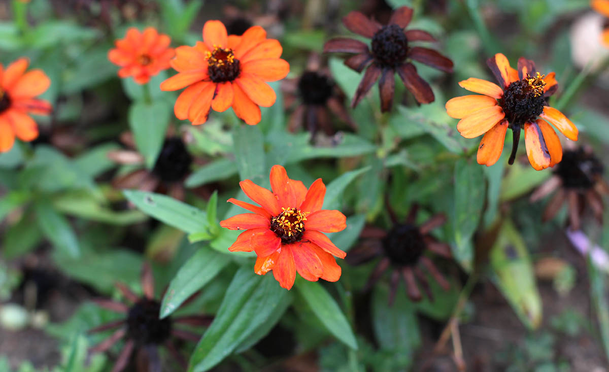 wcs: October flowers