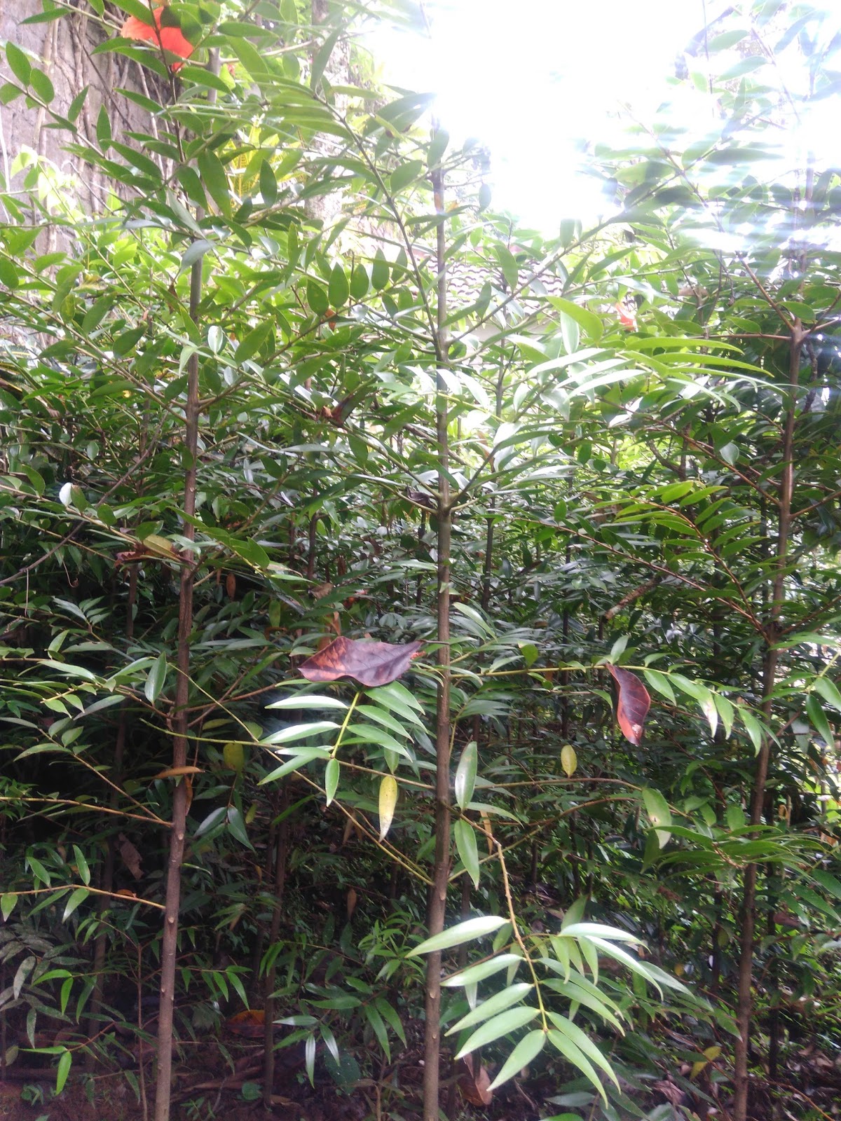 Pohon Damar (Aghatis Damara) : Harga Jual Pohon Damar Pohon Pelindung ...