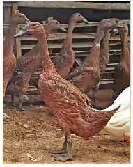 mengenal jenis itik unggul petelur