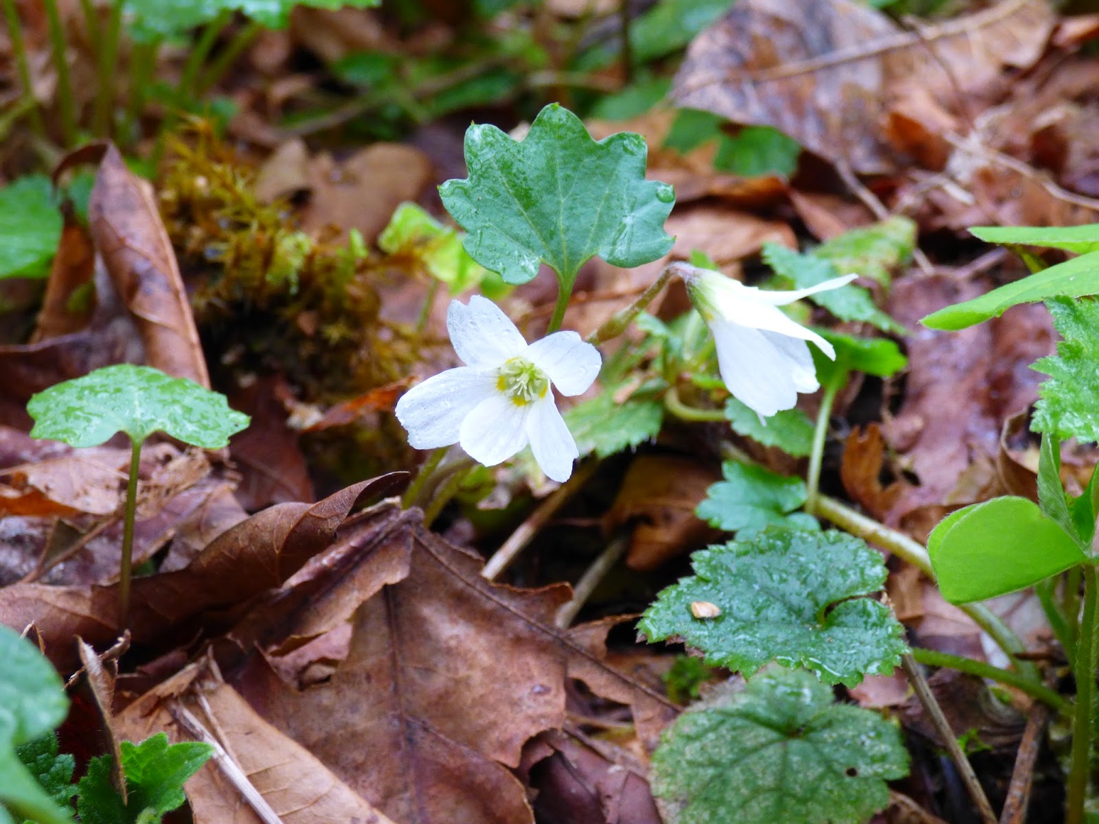 Wildflowers: Spring Woodland Wildflowers