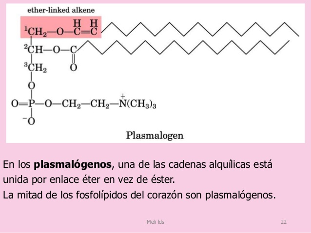 Conceptos de Bioquimica: LIPIDOS Y ACIDOS NUCLEICOS