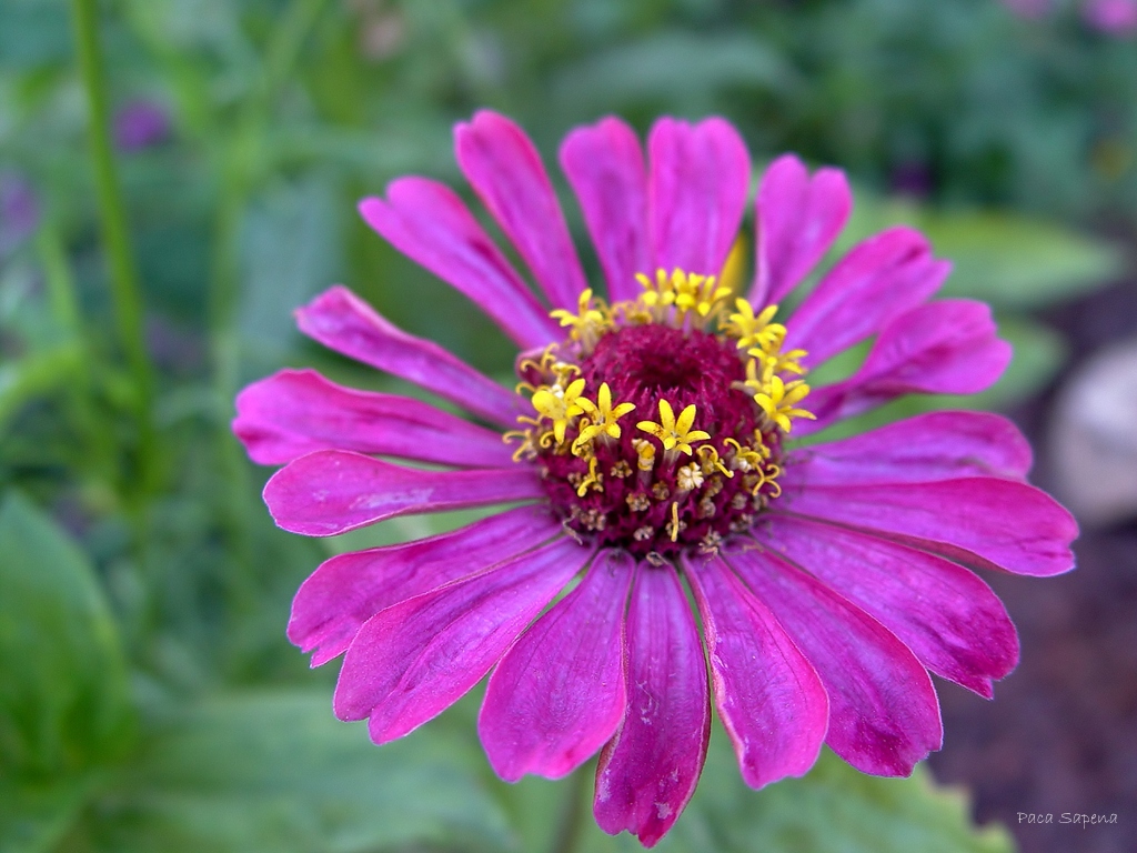 La Rioja de la A a la Z: ZINNIA ELEGANS - Rosa Mística o Flor de Papel