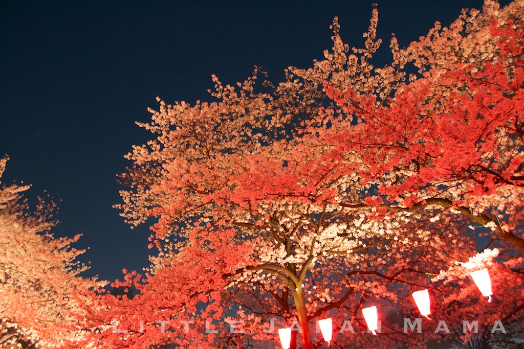 little japan mama : Night Sakura at Ueno Park